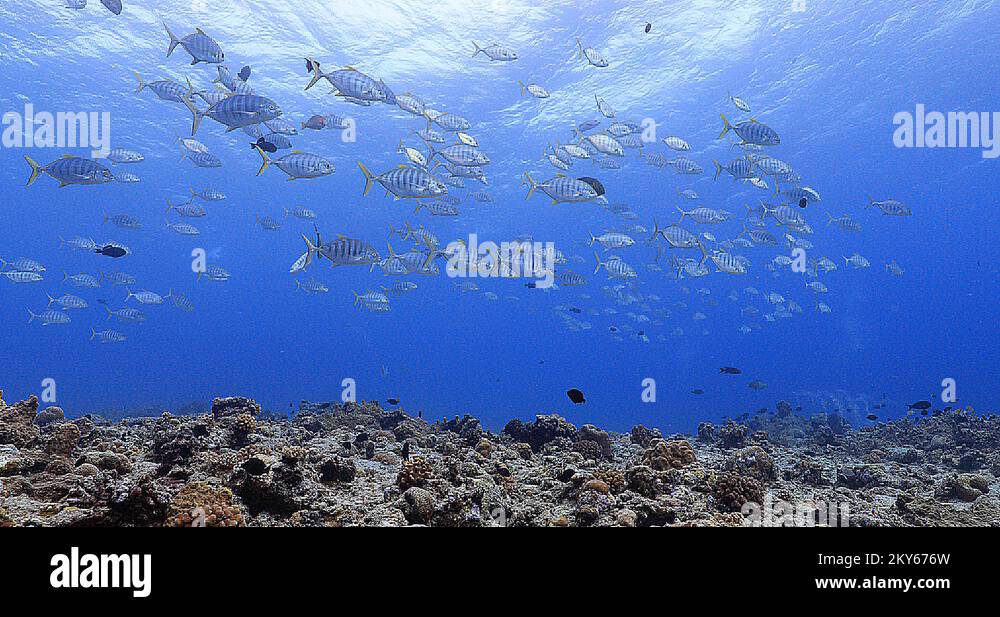 Micronesia palau fish Stock Videos & Footage - HD and 4K Video Clips ...