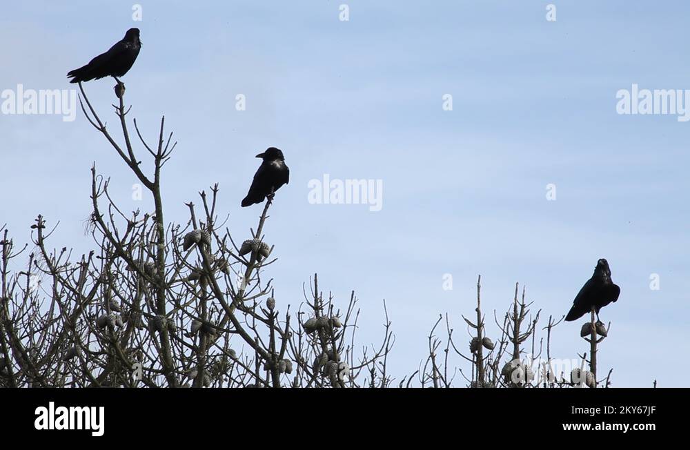 Three birds in tree Stock Videos & Footage - HD and 4K Video Clips - Alamy