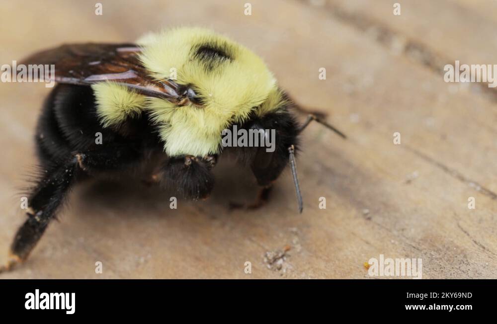Bumble bee legs pollination Stock Videos & Footage - HD and 4K Video ...