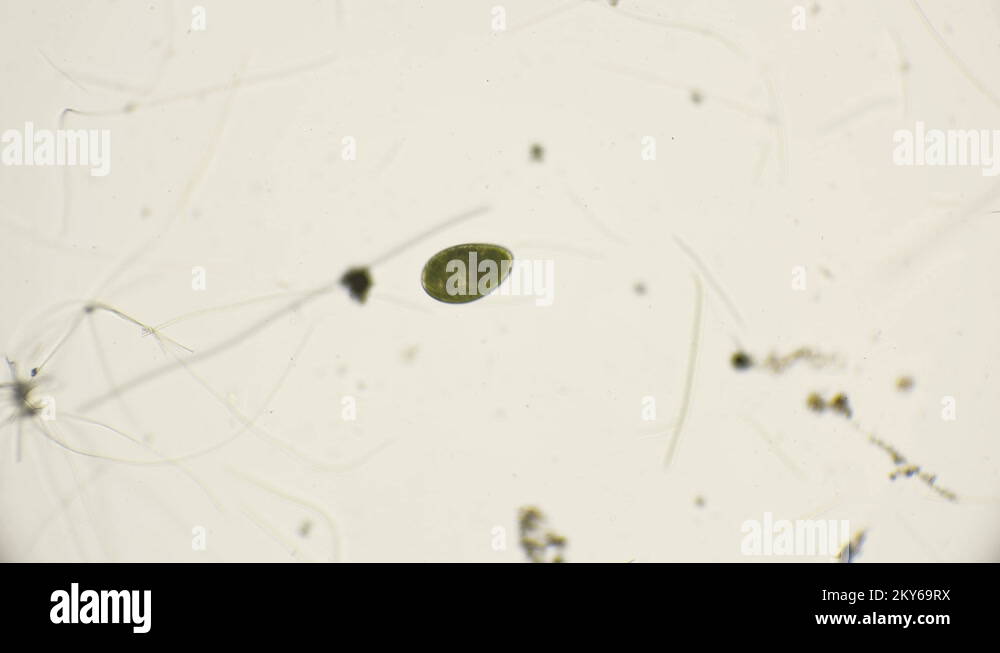 rotation and algae dance under the microscope Stock Video Footage - Alamy