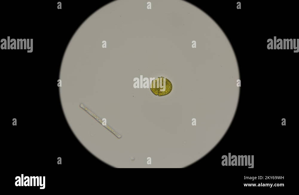movement of unicellular algae under a microscope Stock Video Footage ...