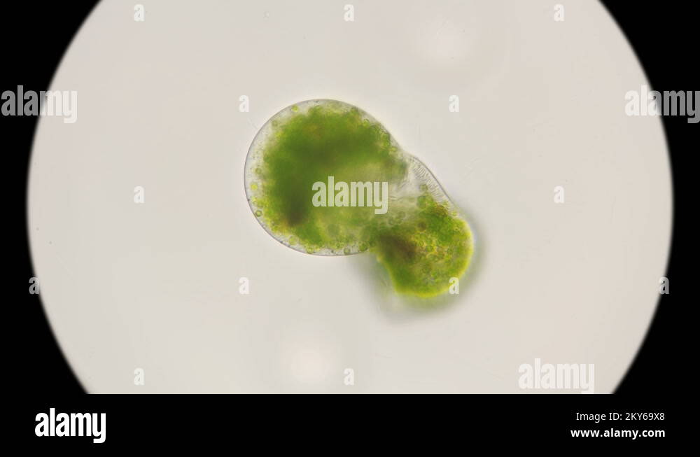 Algae cell division Stock Videos & Footage - HD and 4K Video Clips - Alamy