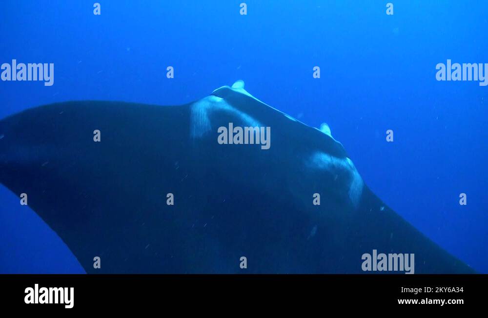 Reef Manta Ray (Manta alfredi) - Tubbataha Reefs, Palawan, Philippines ...