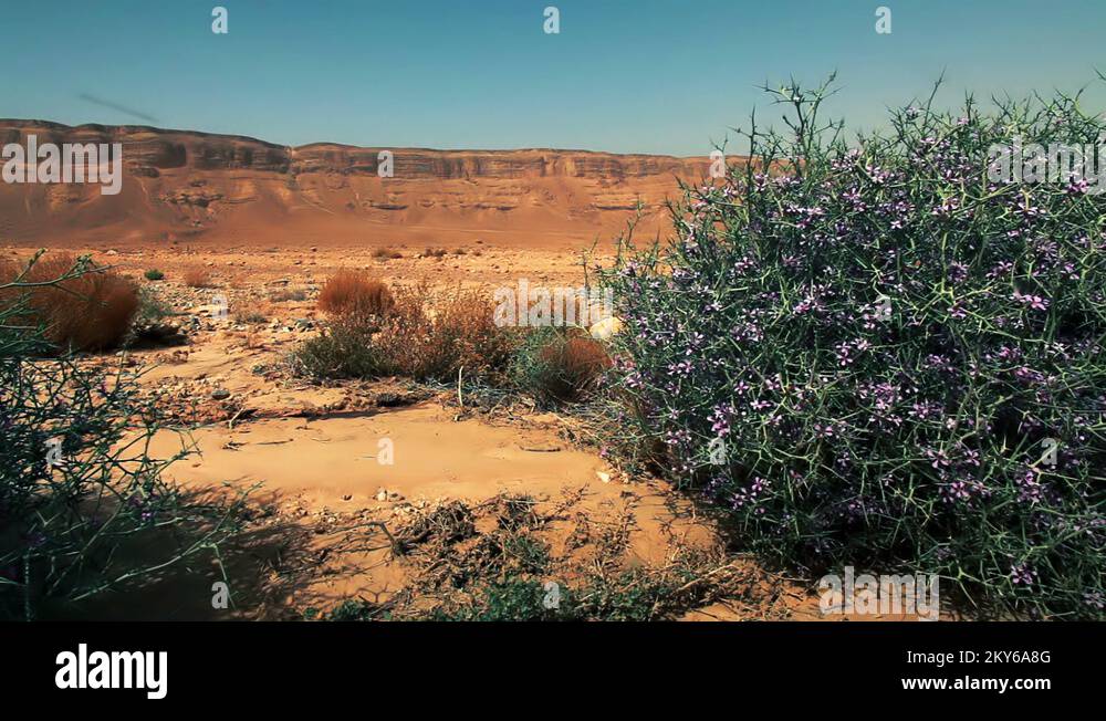 Shrubs of israel Stock Videos & Footage - HD and 4K Video Clips - Alamy