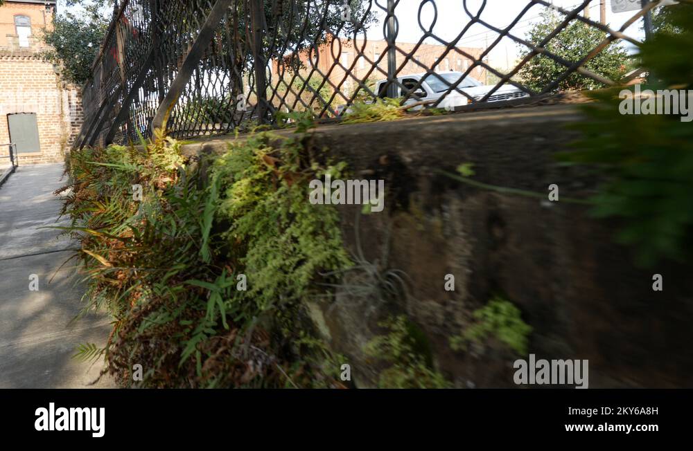 Plants along the wall Stock Videos & Footage - HD and 4K Video Clips ...