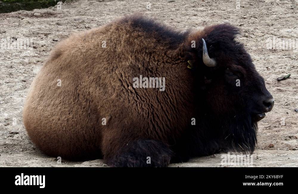 Bison bison bison Stock Videos & Footage - HD and 4K Video Clips - Alamy