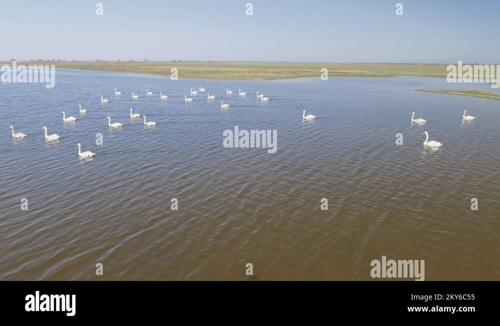 Bevy bird Stock Videos & Footage - HD and 4K Video Clips - Alamy