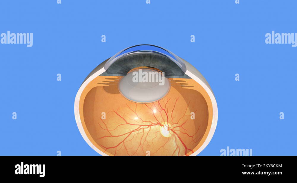 Lens cortex Stock Videos & Footage - HD and 4K Video Clips - Alamy