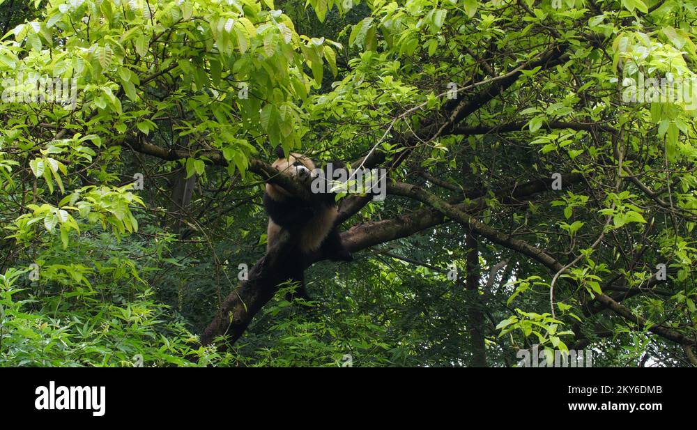 Lazy animal in tree Stock Videos & Footage - HD and 4K Video Clips - Alamy