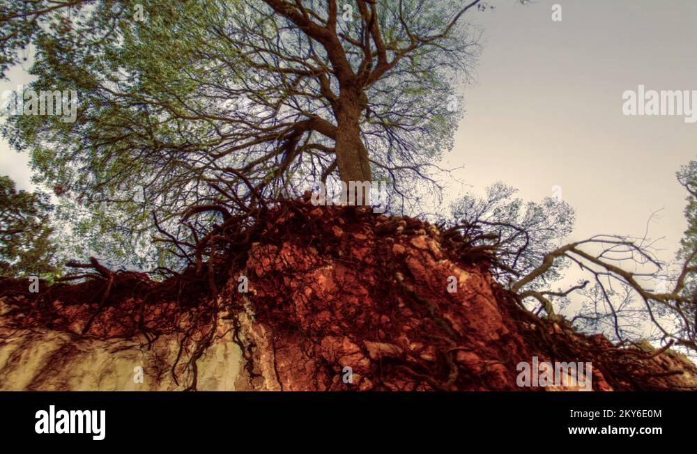 Tree roots protruding Stock Videos & Footage - HD and 4K Video Clips ...