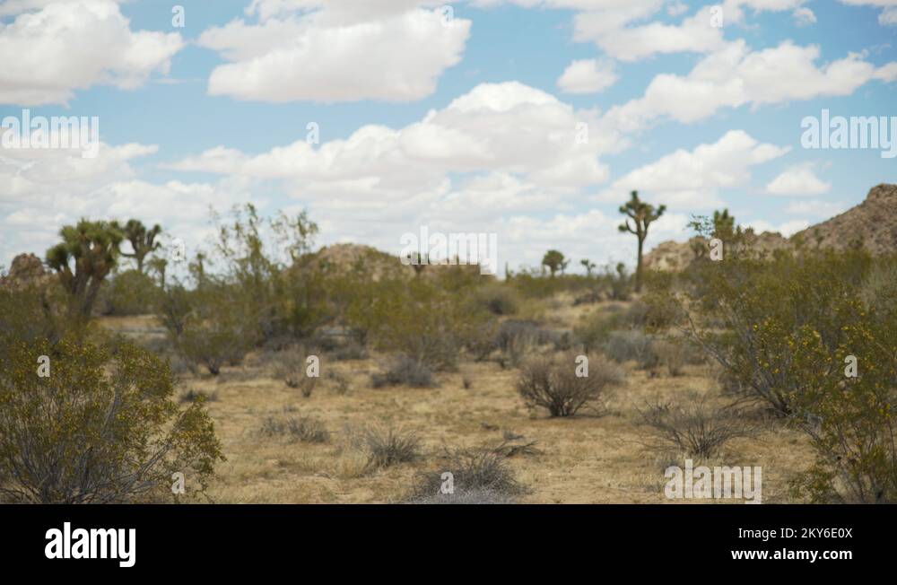 Desert and scenic tree Stock Videos & Footage - HD and 4K Video Clips ...