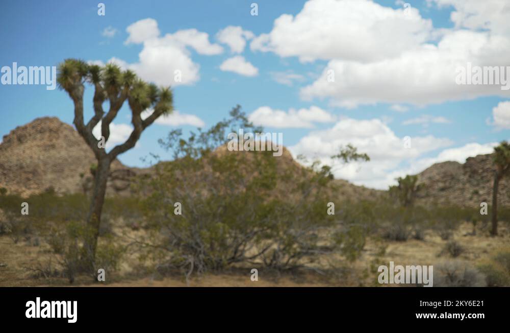 Large yucca trees filling the Joshua Tree desert for Green Screen Stock ...