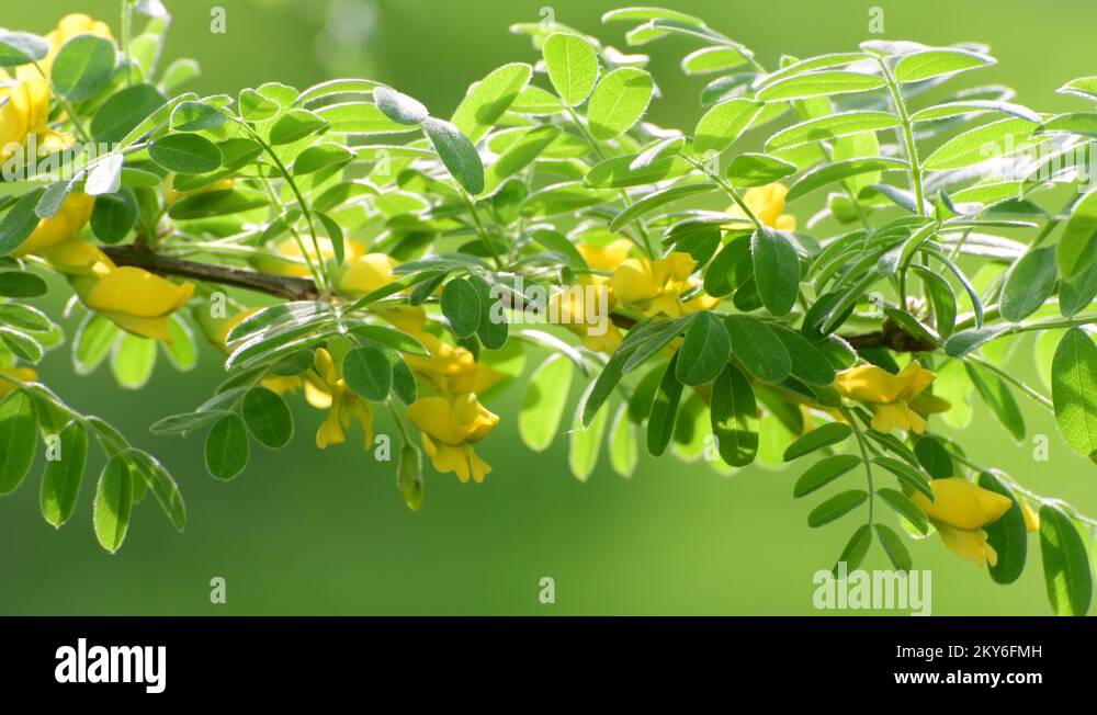 Caragana arborescens Stock Videos & Footage - HD and 4K Video Clips - Alamy