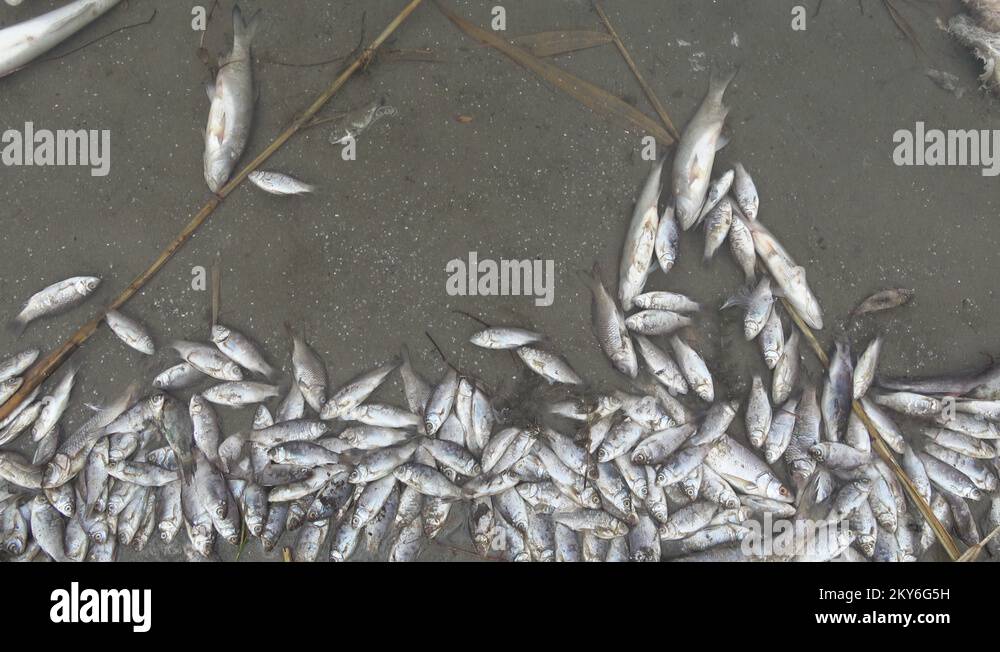 poisoned dead fish in contaminated water Stock Video Footage - Alamy