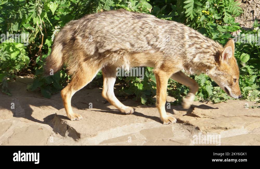 Wolf and jackal species Stock Videos & Footage - HD and 4K Video Clips ...