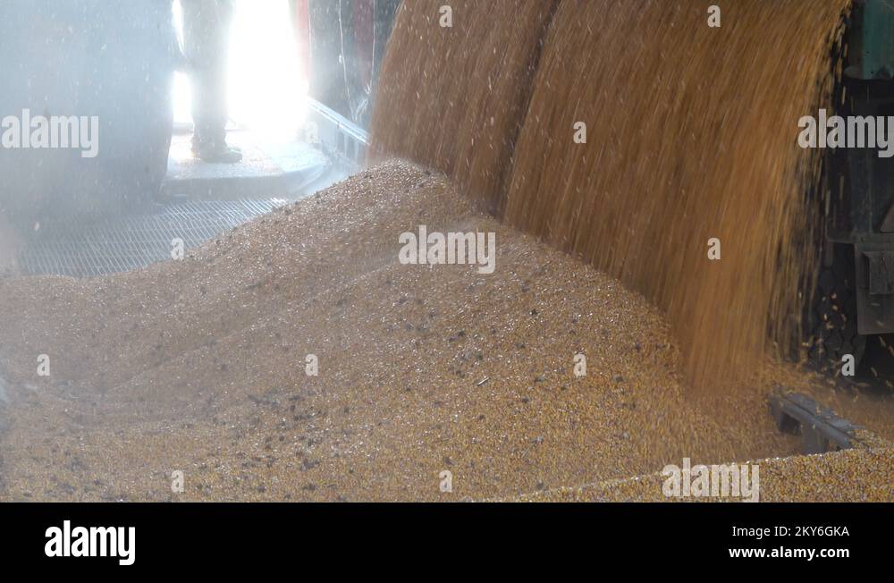 Agriculture Truck from Harvest Loading Corn in silos storage Stock ...