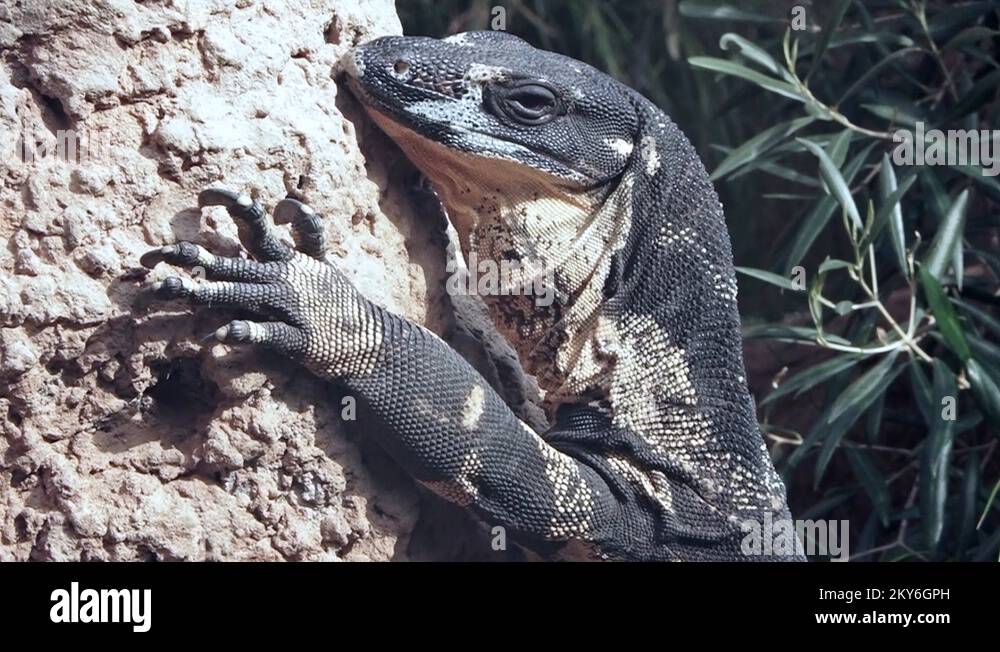 Goanna lace monitor lizard Stock Videos & Footage - HD and 4K Video ...