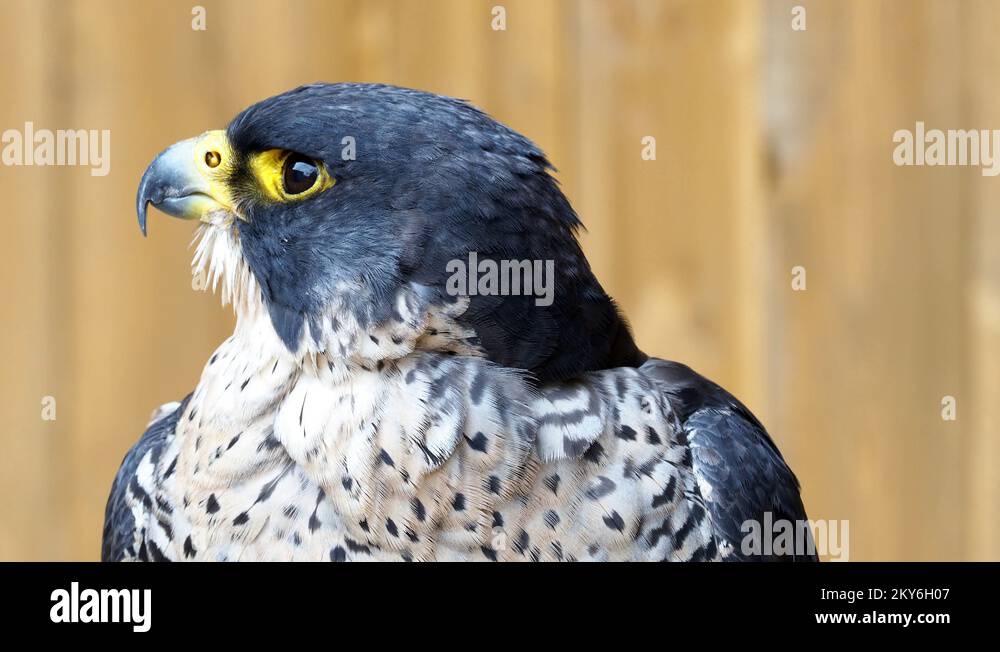 Peregrine falcon bird of prey raptor falco Stock Videos & Footage - HD ...