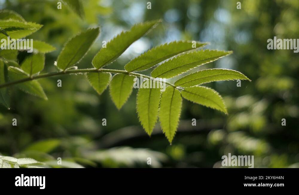 Ashberry tree Stock Videos & Footage - HD and 4K Video Clips - Alamy