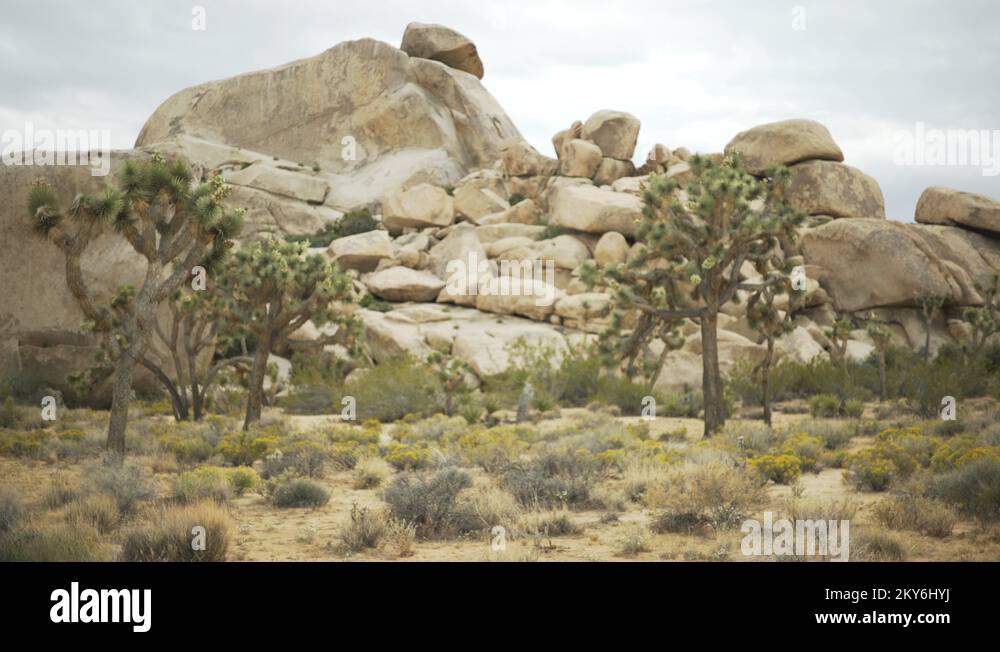 A large rock mesa surrounded by yucca trees for green screen Stock ...