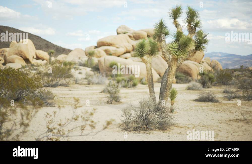 A large yucca tree and mesa for green screen Stock Video Footage - Alamy