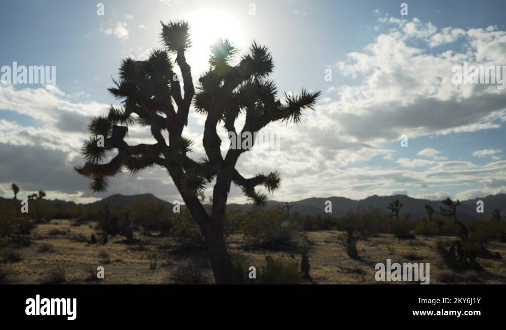 A large desert tree in silhouette in a desert valley for green screen ...