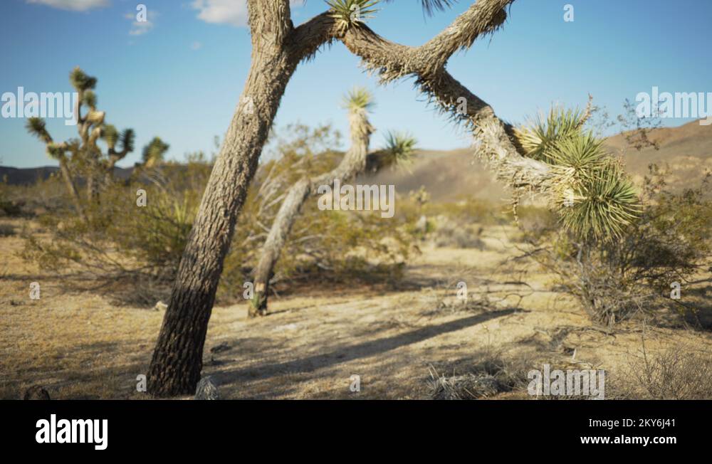 Yucca trees leaning over in the desert for green screen Stock Video ...