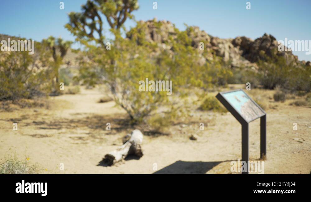 A Joshua Tree information booth for green screen Stock Video Footage ...