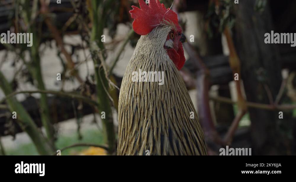 Rooster head Stock Videos & Footage - HD and 4K Video Clips - Alamy