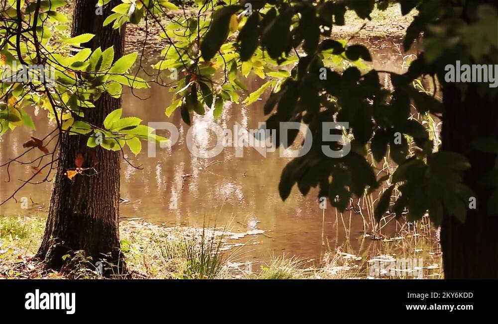 World War One battlefield : nature hiding war remains Stock Video ...