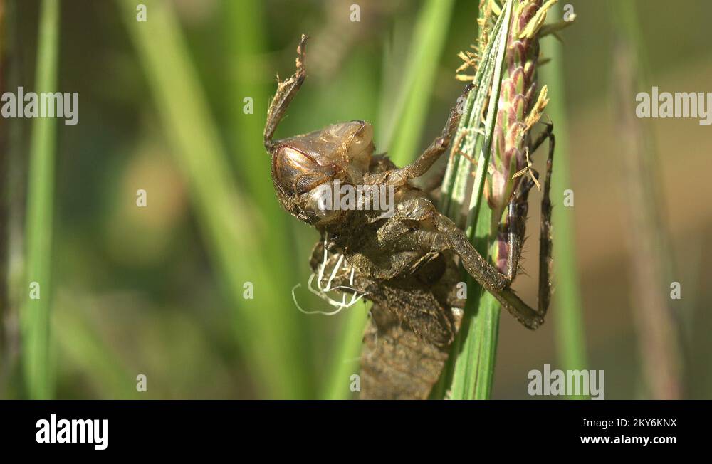 Third instar Stock Videos & Footage - HD and 4K Video Clips - Alamy