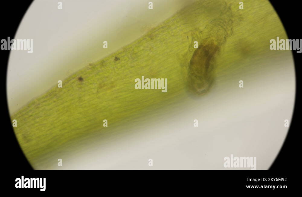 the most enduring organism on the planet is the slow-moving, under a ...