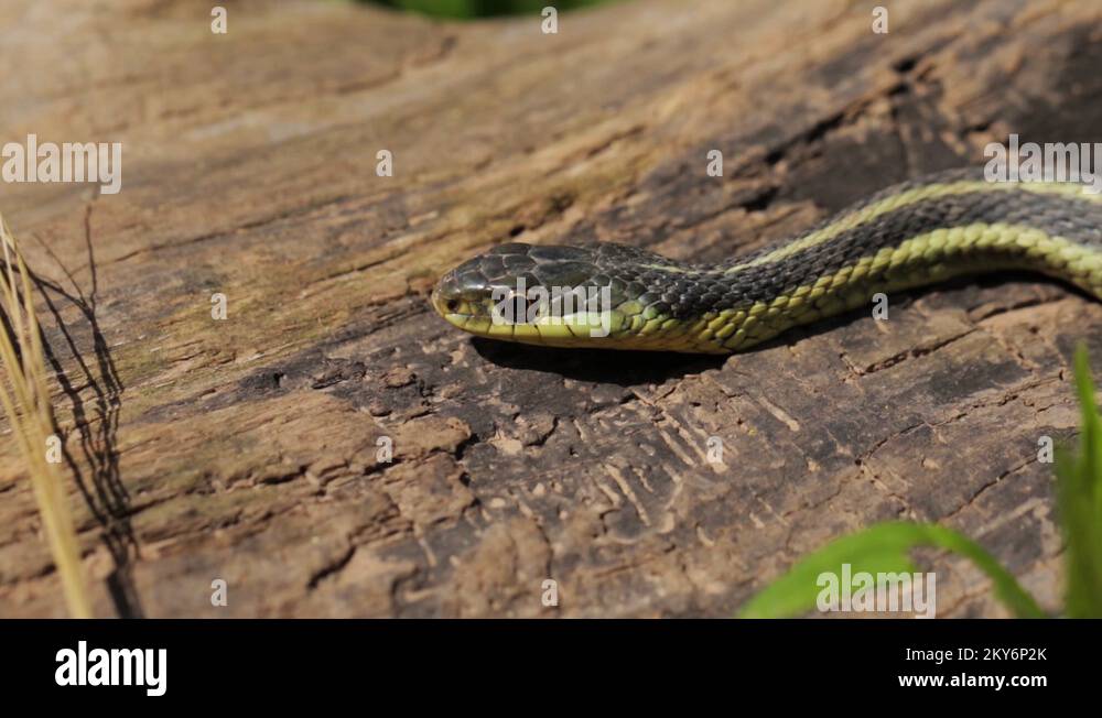 Cold blooded snake Stock Videos & Footage - HD and 4K Video Clips - Alamy