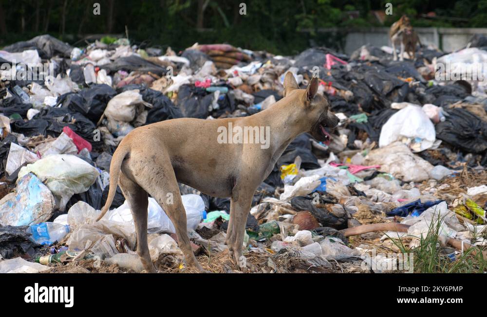 Dog pollution Stock Videos & Footage - HD and 4K Video Clips - Alamy