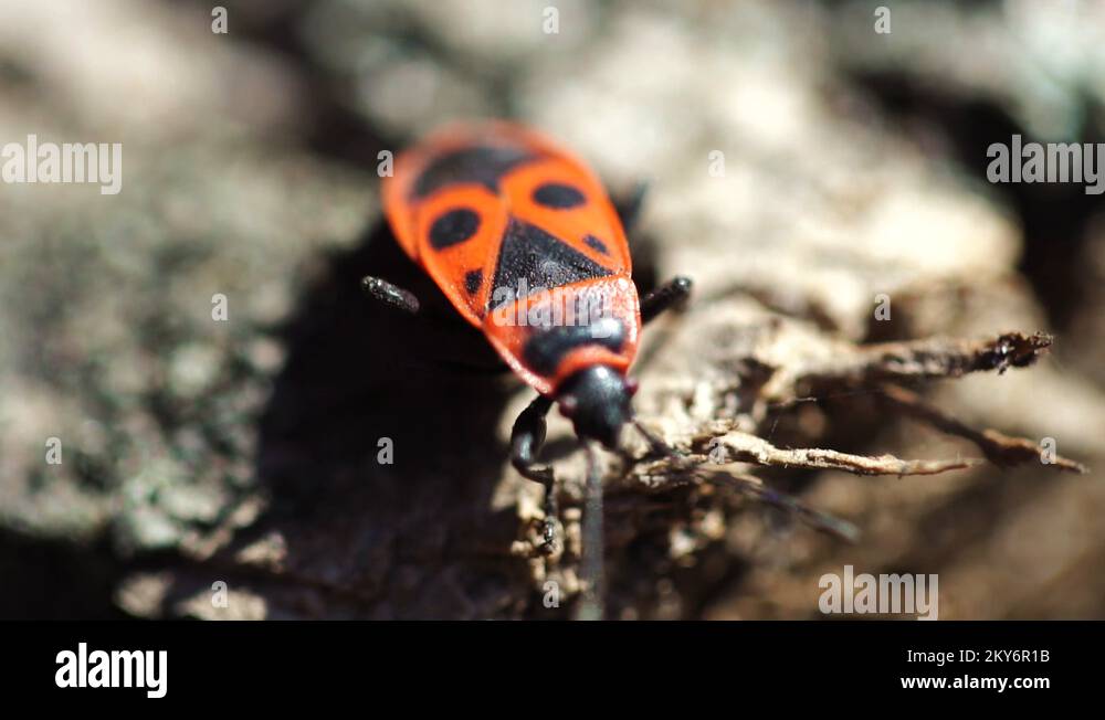 Wingless beetle Stock Videos & Footage - HD and 4K Video Clips - Alamy