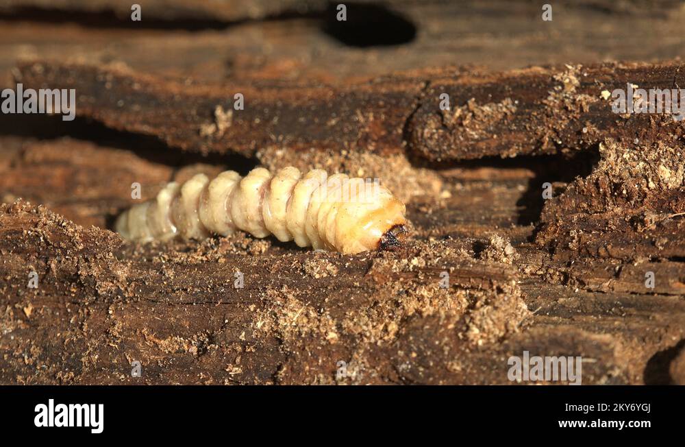 Bark borer Stock Videos & Footage - HD and 4K Video Clips - Alamy