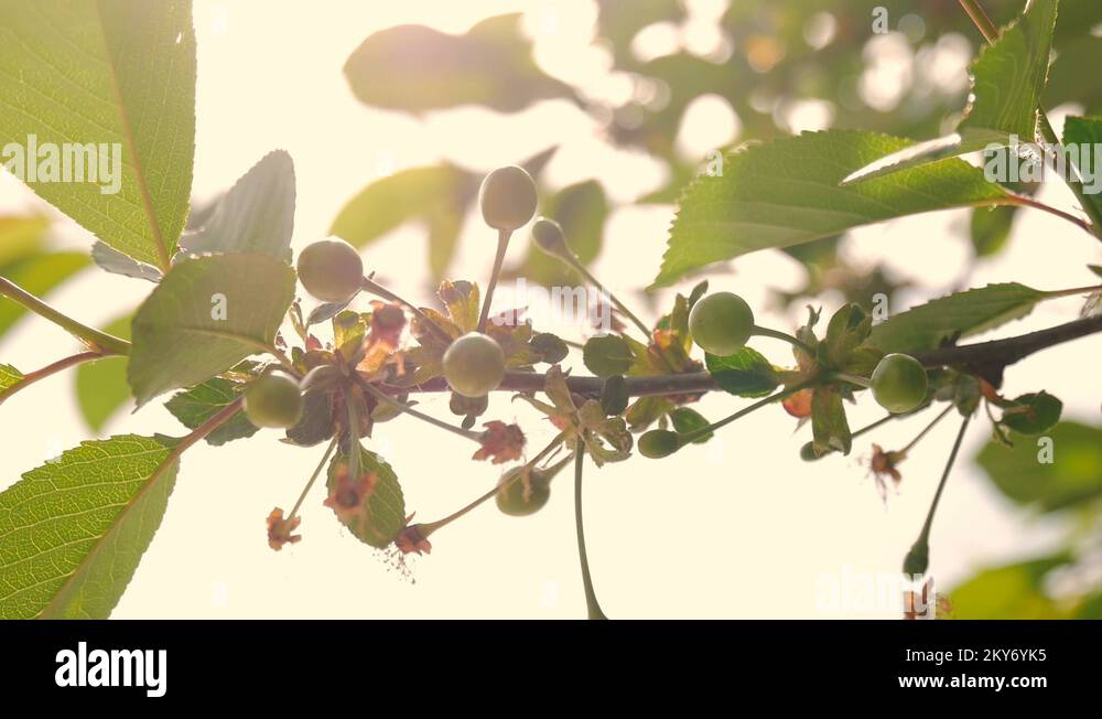Hanging calyx Stock Videos & Footage - HD and 4K Video Clips - Alamy
