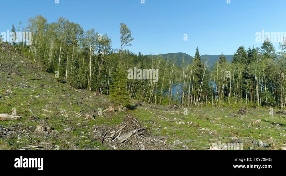 Logged land Stock Videos & Footage - HD and 4K Video Clips - Alamy