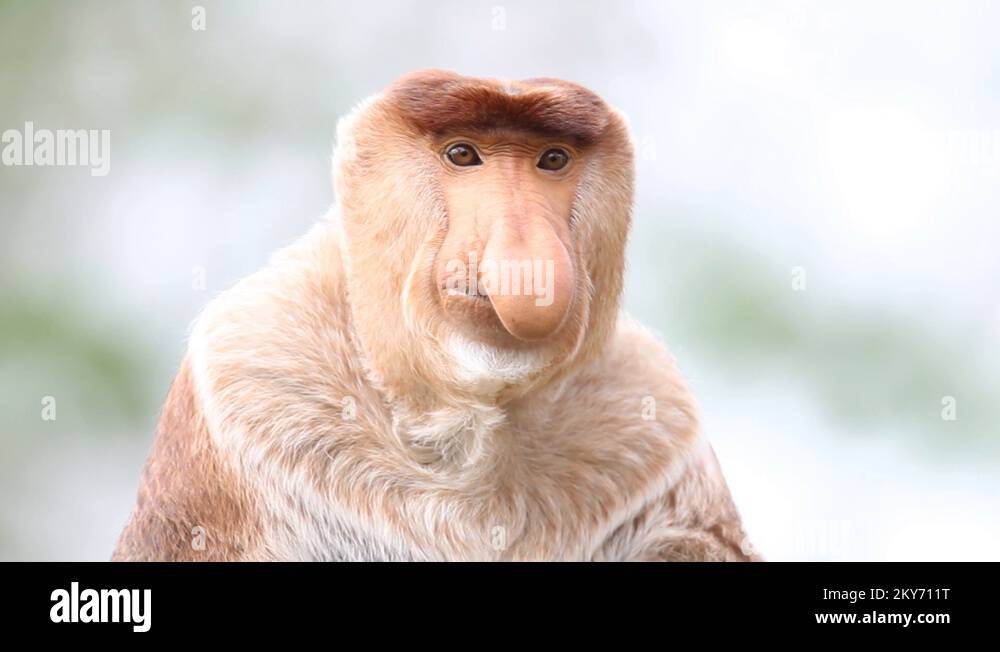 Monkey nose Stock Videos & Footage - HD and 4K Video Clips - Alamy