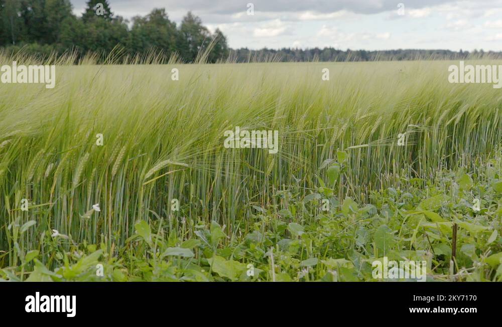 Tall wheat Stock Videos & Footage - HD and 4K Video Clips - Alamy