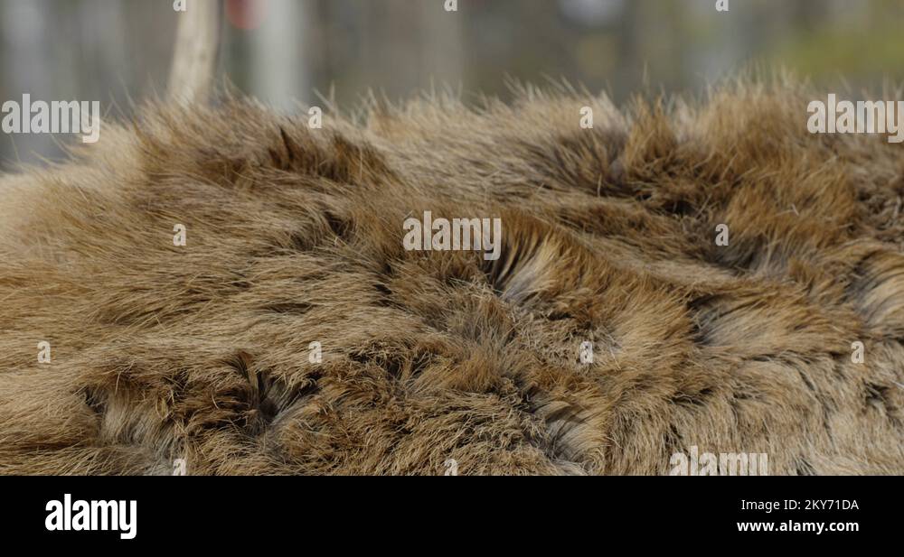 Lyme disease deer Stock Videos & Footage - HD and 4K Video Clips - Alamy