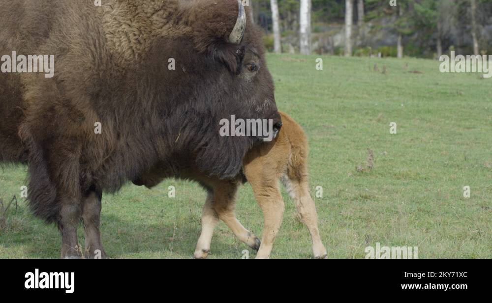 Mother and son Bison buffalo - side profile Stock Video Footage - Alamy