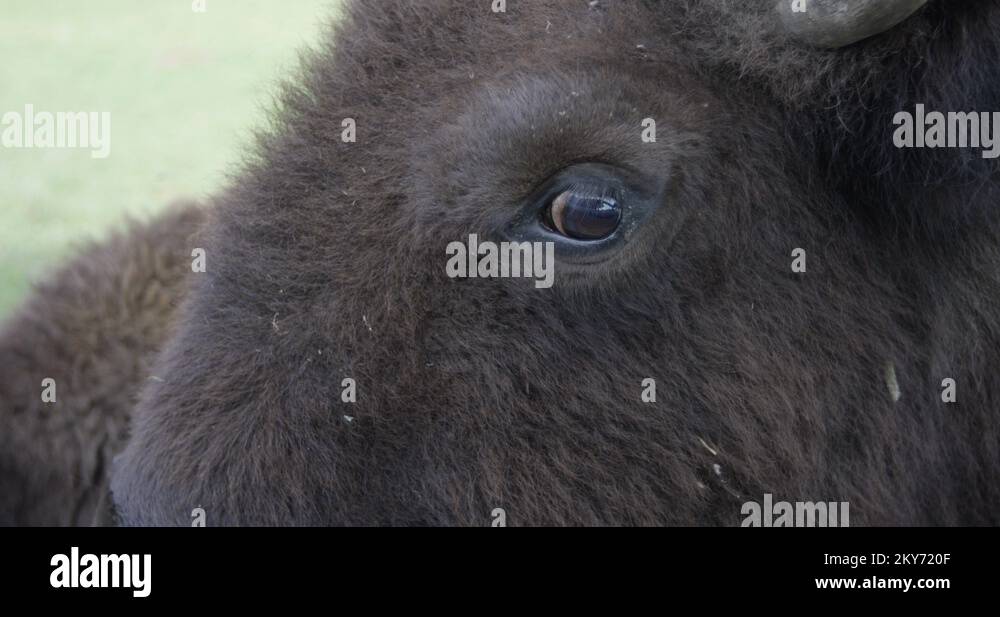 Bison bison bison eye close up Stock Videos & Footage - HD and 4K Video ...