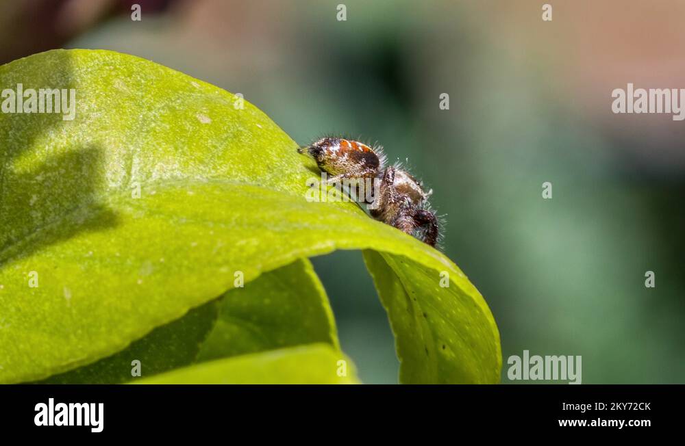 Lemon tree insects Stock Videos & Footage - HD and 4K Video Clips - Alamy