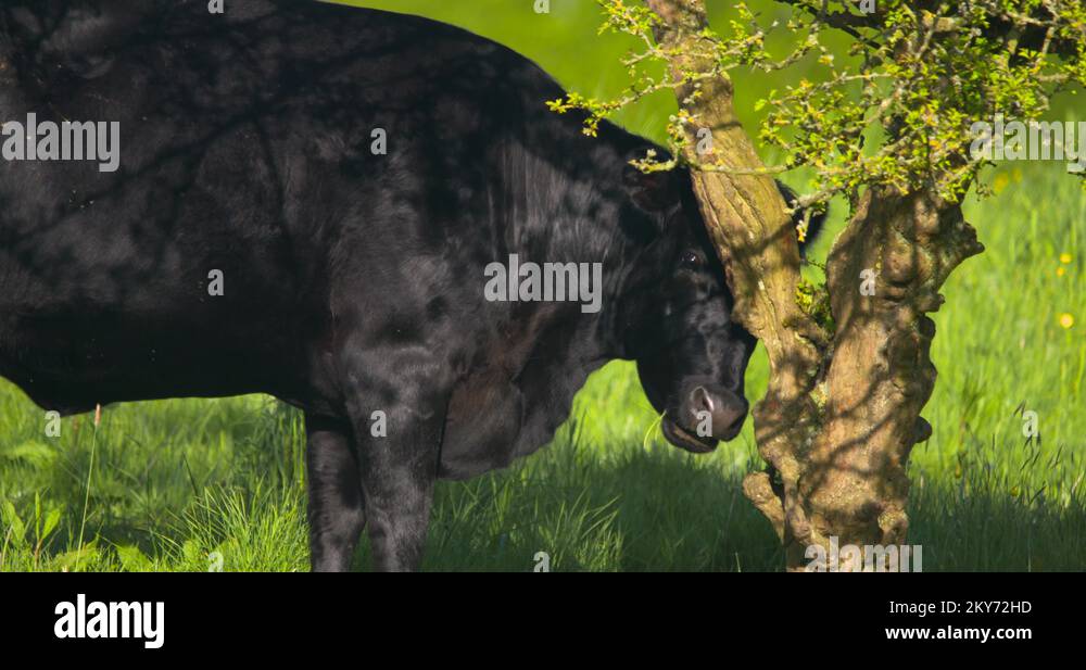 Rare black Kerry cattle breed cow uses tree trunk to scratch forehead ...