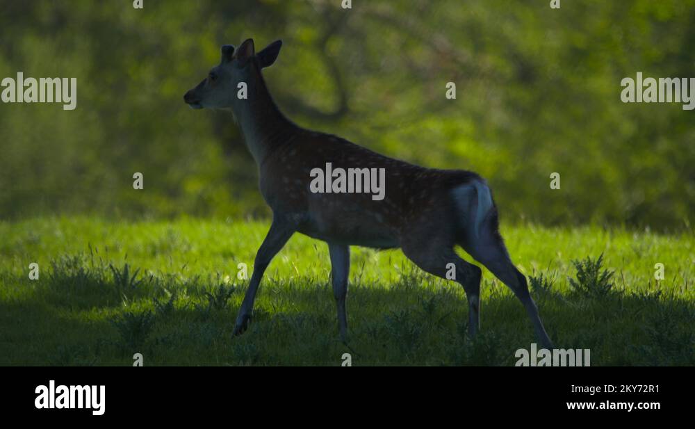 Young fallow deer walks and stretches hind legs Stock Video Footage - Alamy