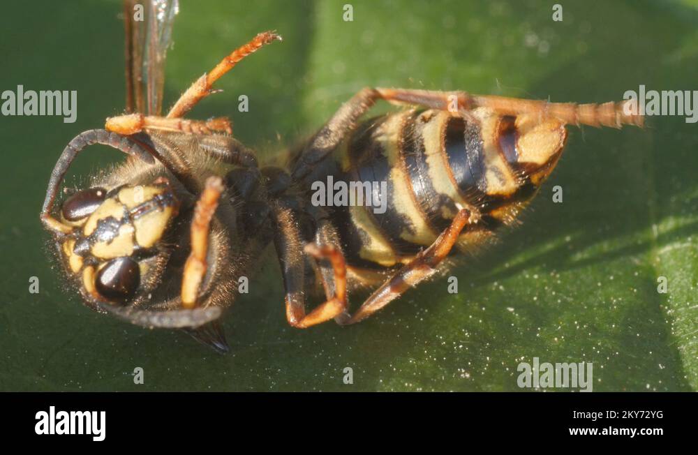 queen, mother wasp dying macro, showing sting, stinger Stock Video ...