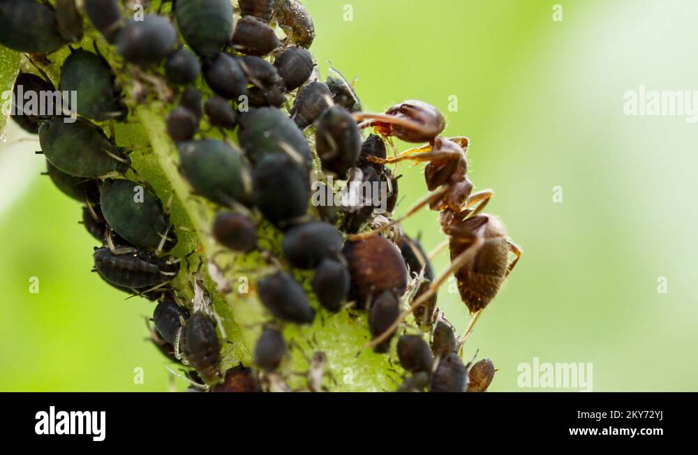 Shepherd ant taking care of the aphids flock Stock Video Footage - Alamy
