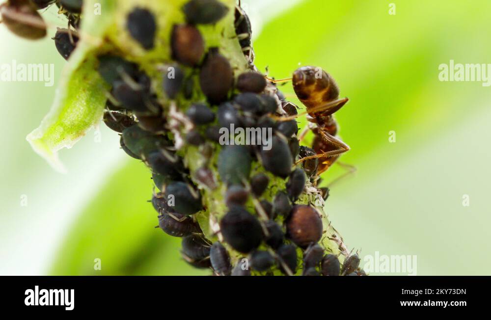 Shepherd ant milking aphids. Farm ant taking care of the plant-louses ...