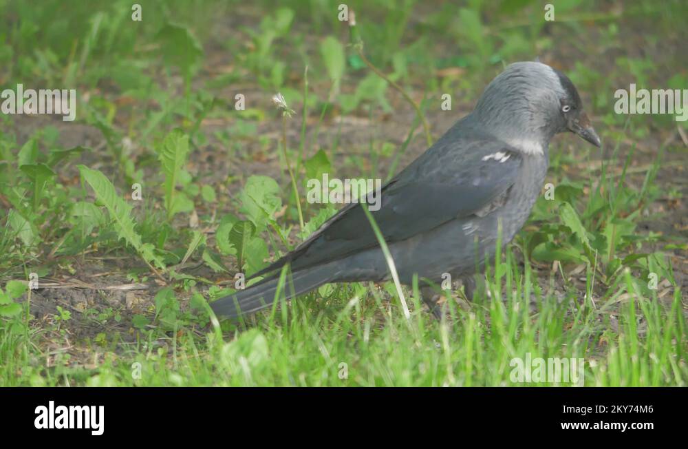 European jackdaw Stock Videos & Footage - HD and 4K Video Clips - Alamy